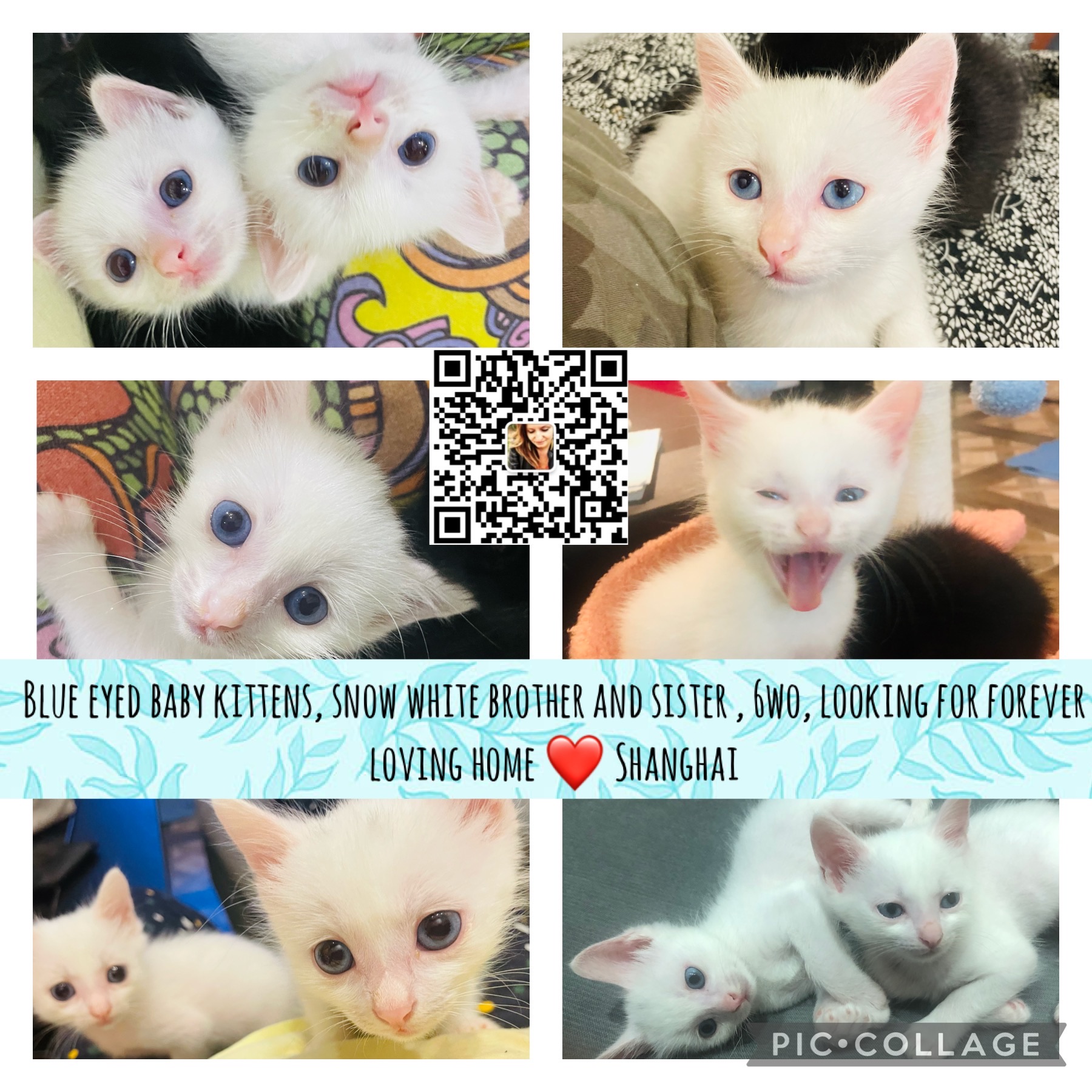 Beautiful baby kittens for adoption pure white pure black