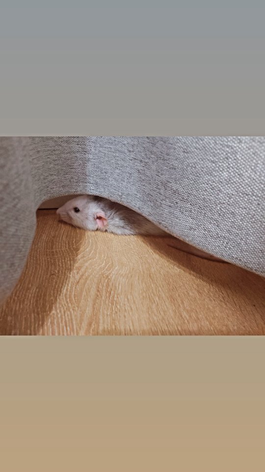 adult dumbo rats for adoption